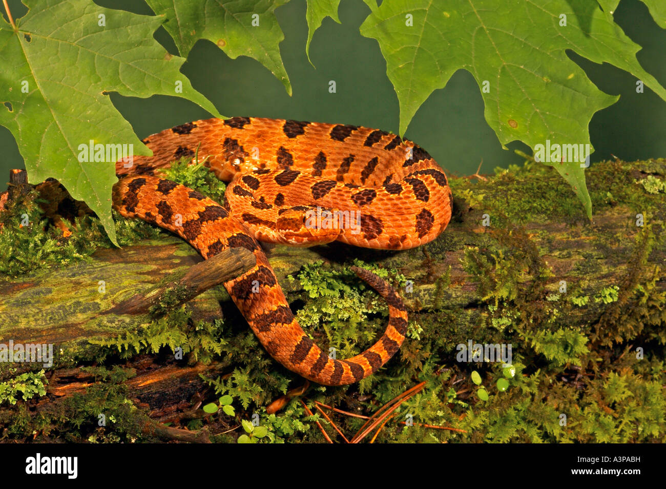 Red Pygmy Rattlesnake Sistrurus miliarius miliarius spots SE USA Stock ...