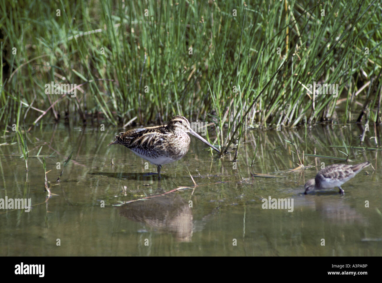 African Snipe Gallinago nigripennis Stock Photo - Alamy
