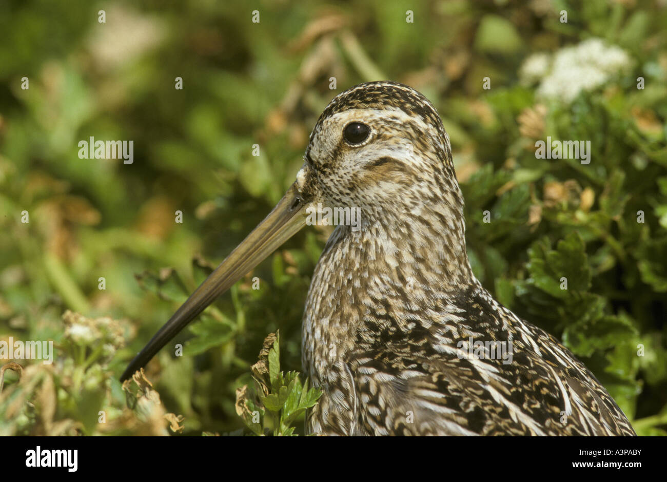 Common Magellan Snipe Gallinago g paraguaiae Close up of head Falklands ...