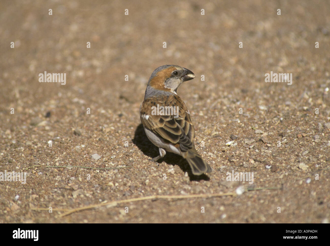 Great Sparrow Passer motitensis Male Namibia Stock Photo - Alamy