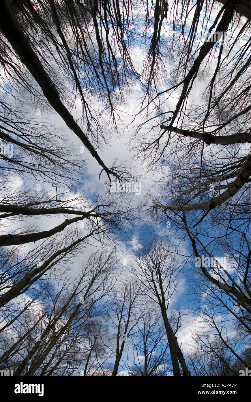 barren trees in winter Stock Photo - Alamy