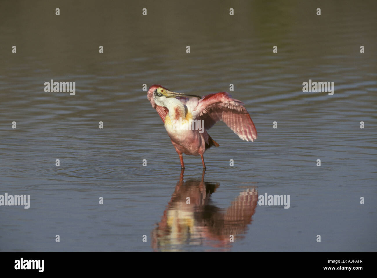 Central florida spoonbills hi-res stock photography and images - Alamy