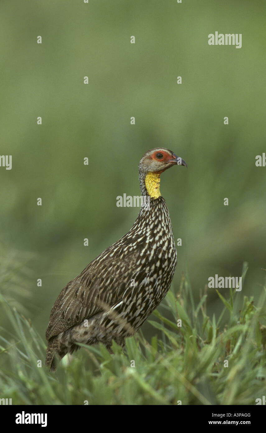 Yellow necked Spurfowl Francolinus leucoscepus Tanzania Stock Photo - Alamy