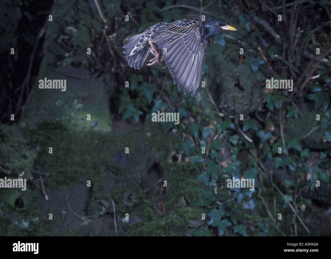 Common Starling Sturnus vulgaris In flight Stock Photo - Alamy