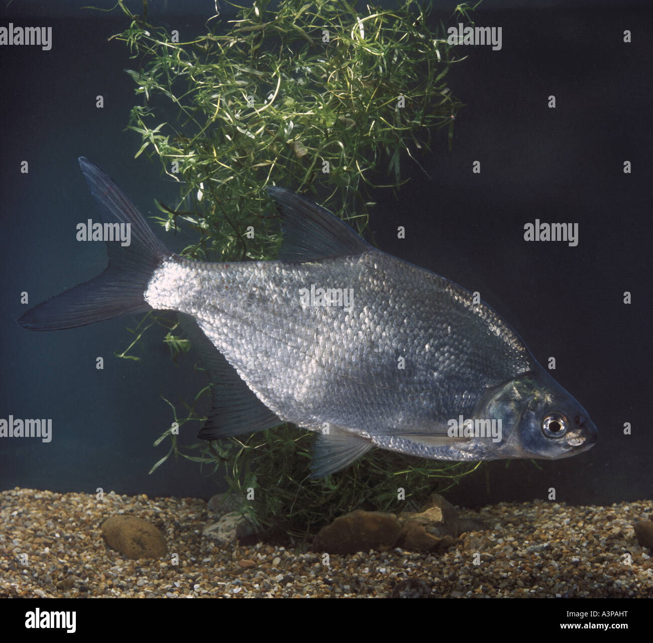 Fish Common Bream Abeamis brama Stock Photo - Alamy