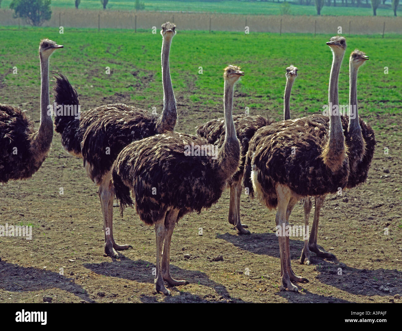 6 animals hi-res stock photography and images - Alamy