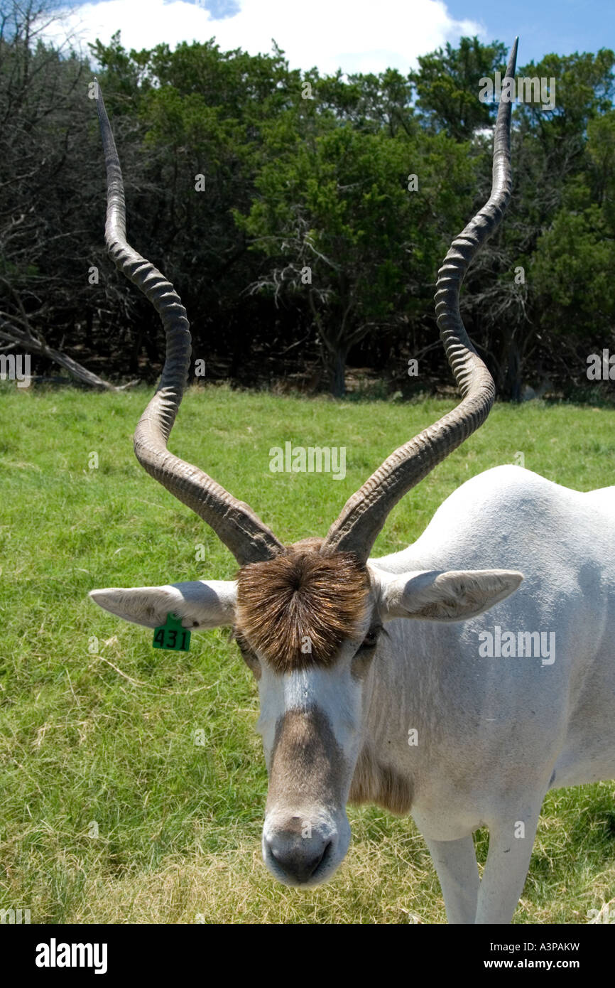 Sable oryx hi-res stock photography and images - Alamy