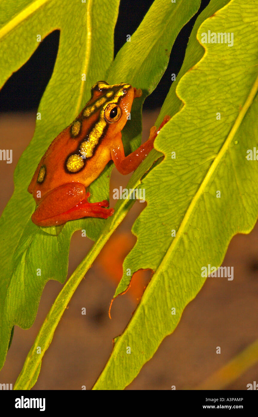 Arrowhead Reed Frog Hyperolius puncticulatus Africa Stock Photo - Alamy