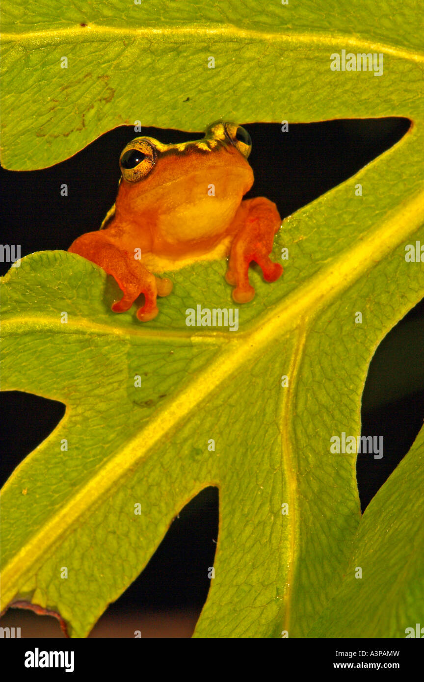 Arrowhead Reed Frog Hyperolius puncticulatus Africa Stock Photo - Alamy