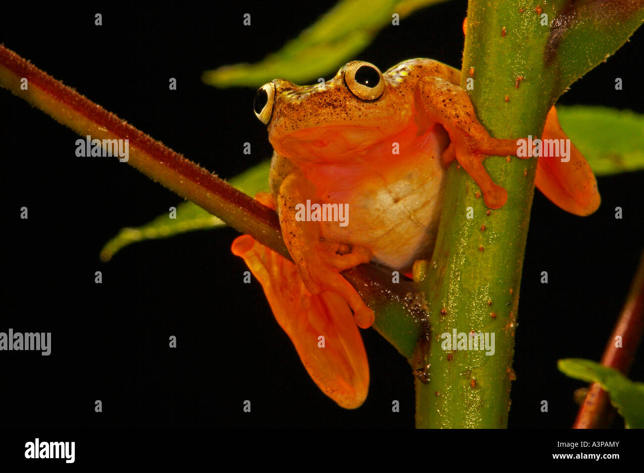 Starry night reed frog hi-res stock photography and images - Alamy