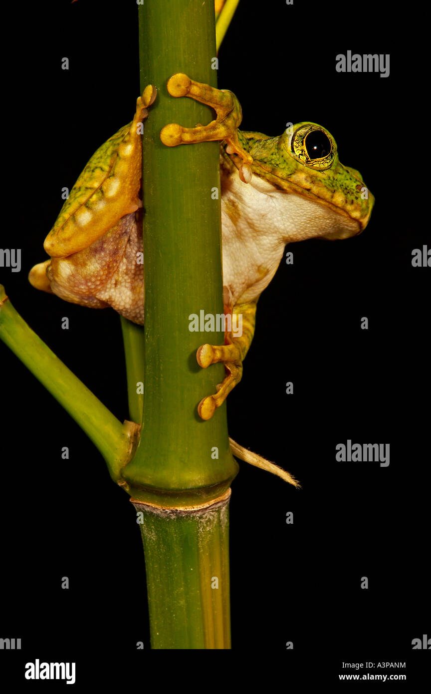 Green Big Eye Tree Frog Leptopelis vermiculatus Tanzania Africa Stock ...