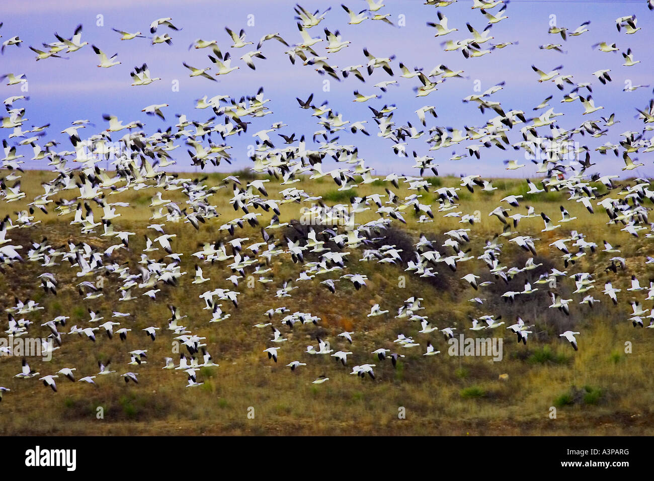 Snow Goose Chen caerulescens Dalhart Texas USA Stock Photo - Alamy