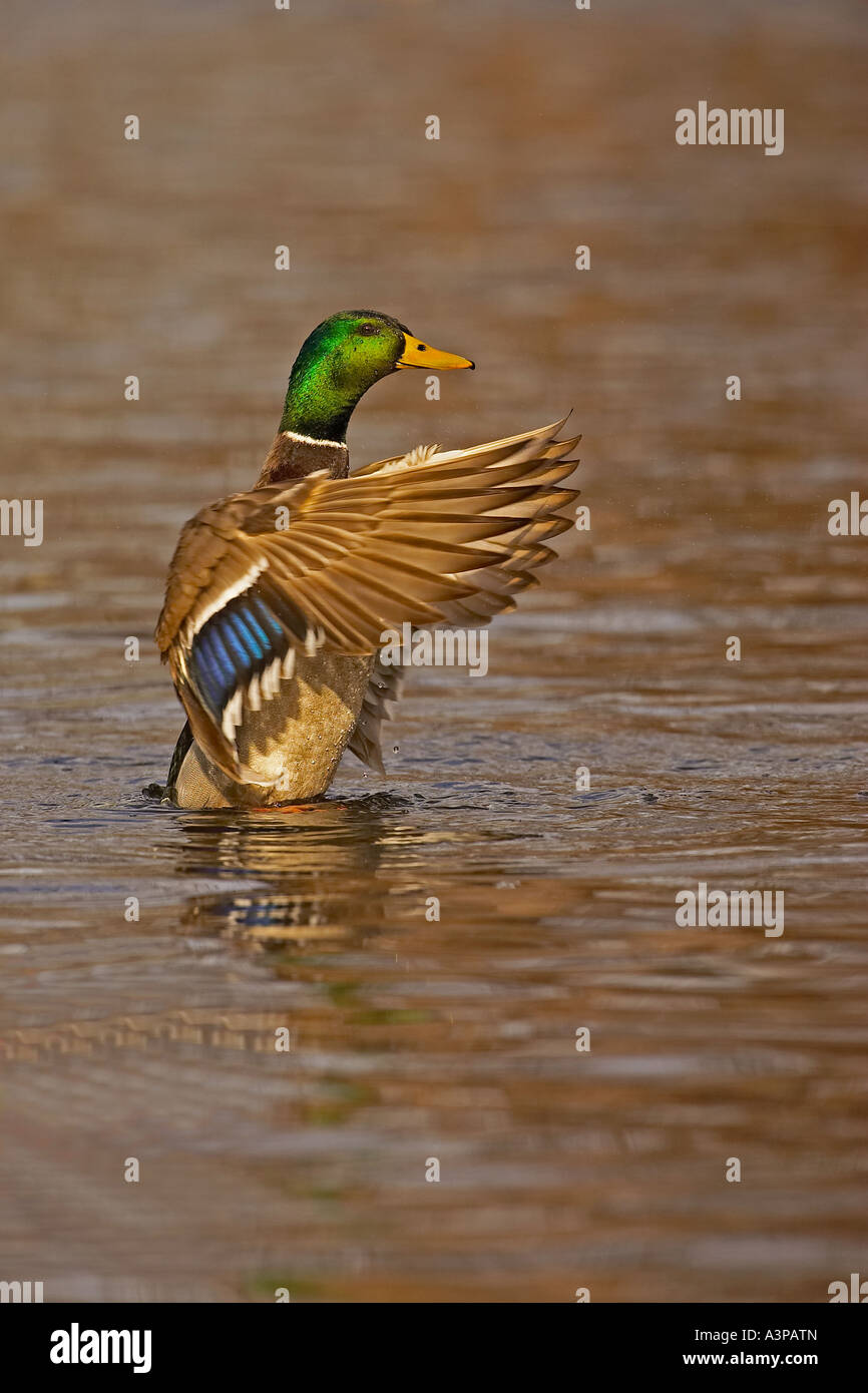 Mallard Anas platyrhynchos male Fort Worth Texas USA Stock Photo - Alamy