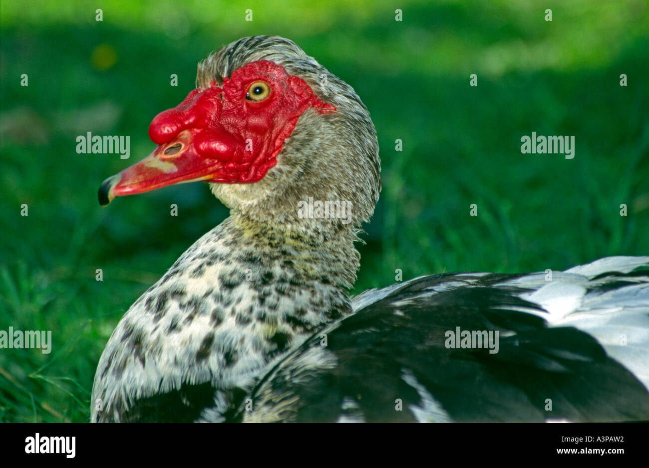 wart duck black white red spotted Stock Photo - Alamy