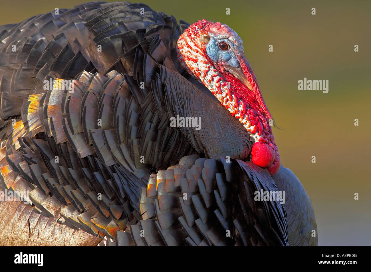 Solo wild turkey hi-res stock photography and images - Alamy