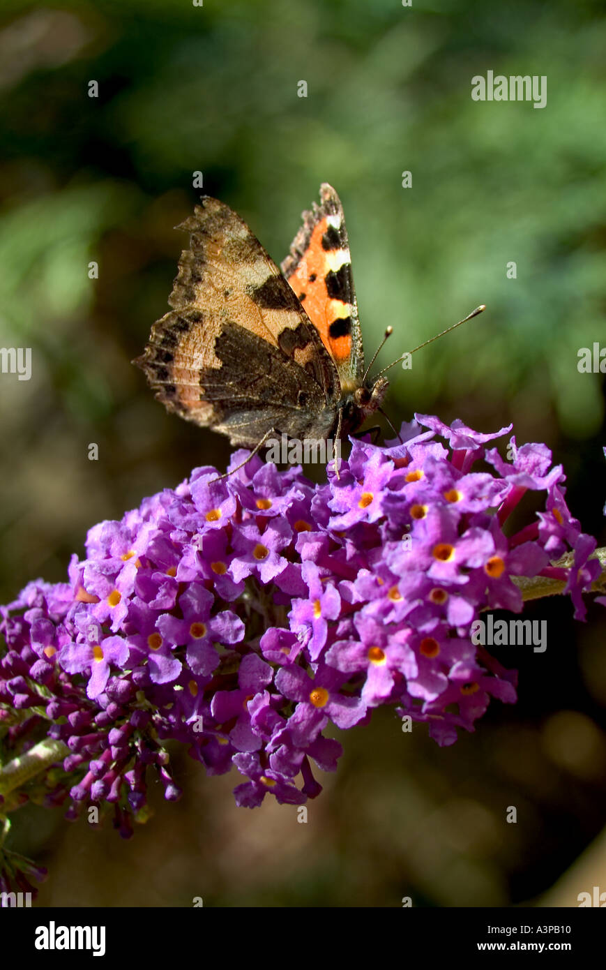 One red admiral butterfly hi-res stock photography and images - Alamy