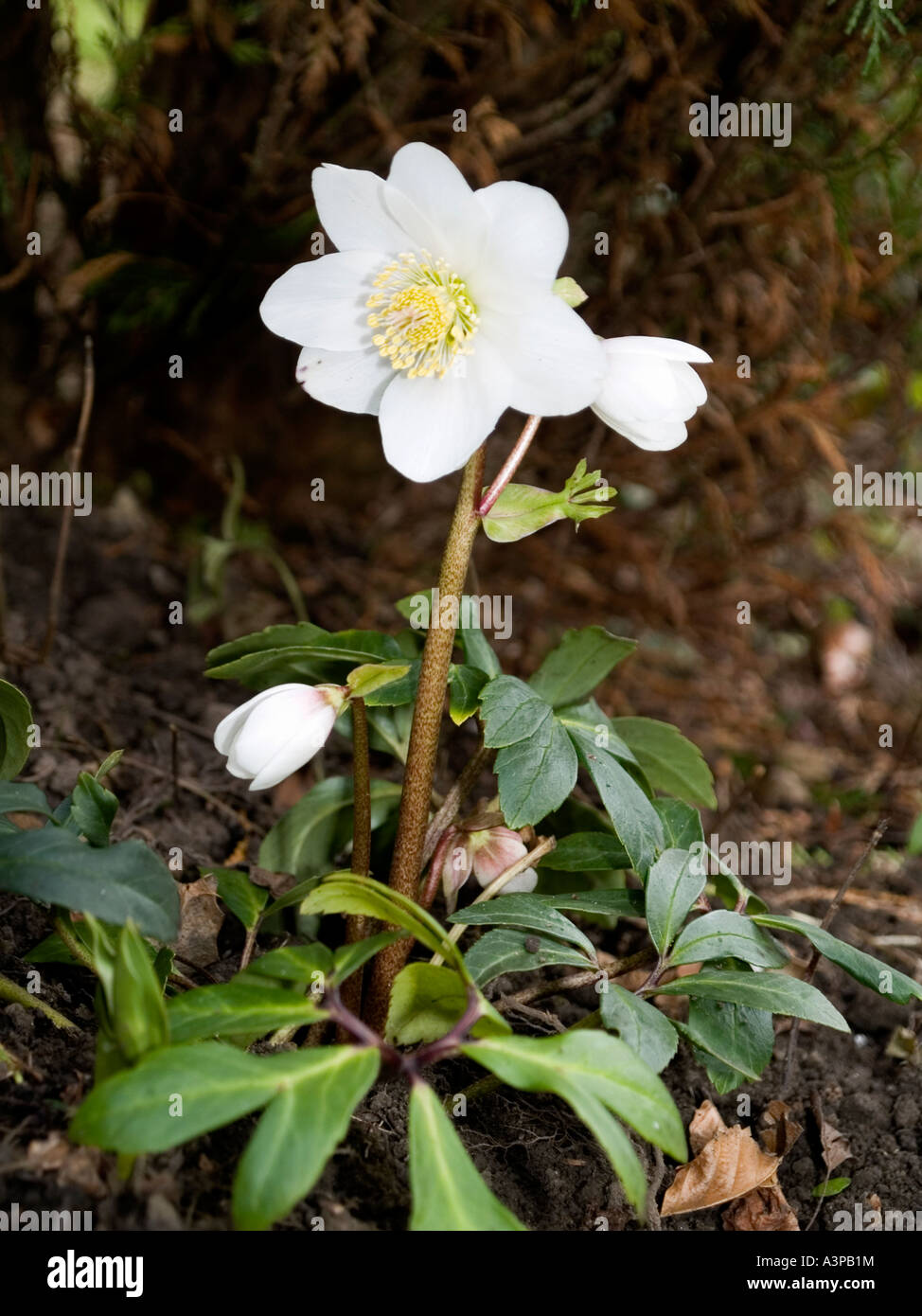 Helleborus niger hi-res stock photography and images - Alamy