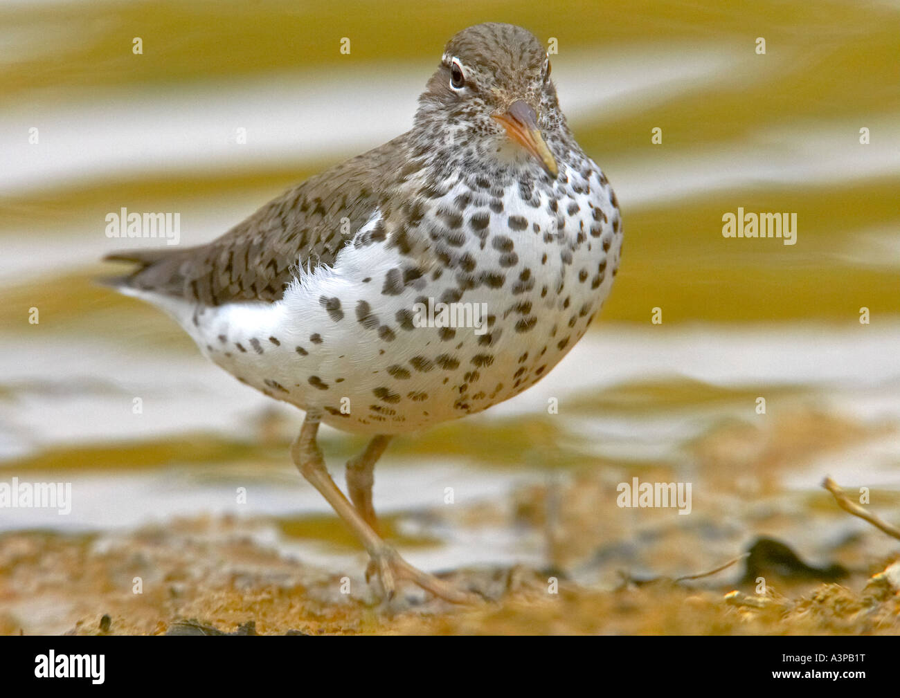 Spotted Sandpiper Actitis macularia Sunset Texas USA Stock Photo - Alamy