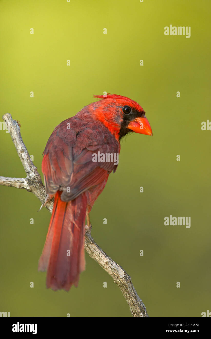 Northern Cardinal Cardinalis cardinalis male Suns Texas USA Stock Photo ...