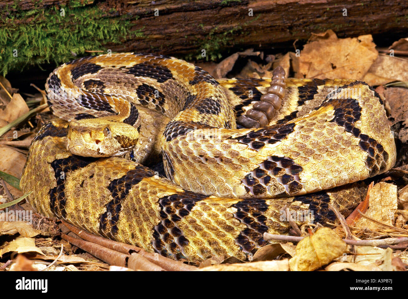 Canebrake Rattlesnake Crotalus horridus atricaudatus USA Stock Photo ...