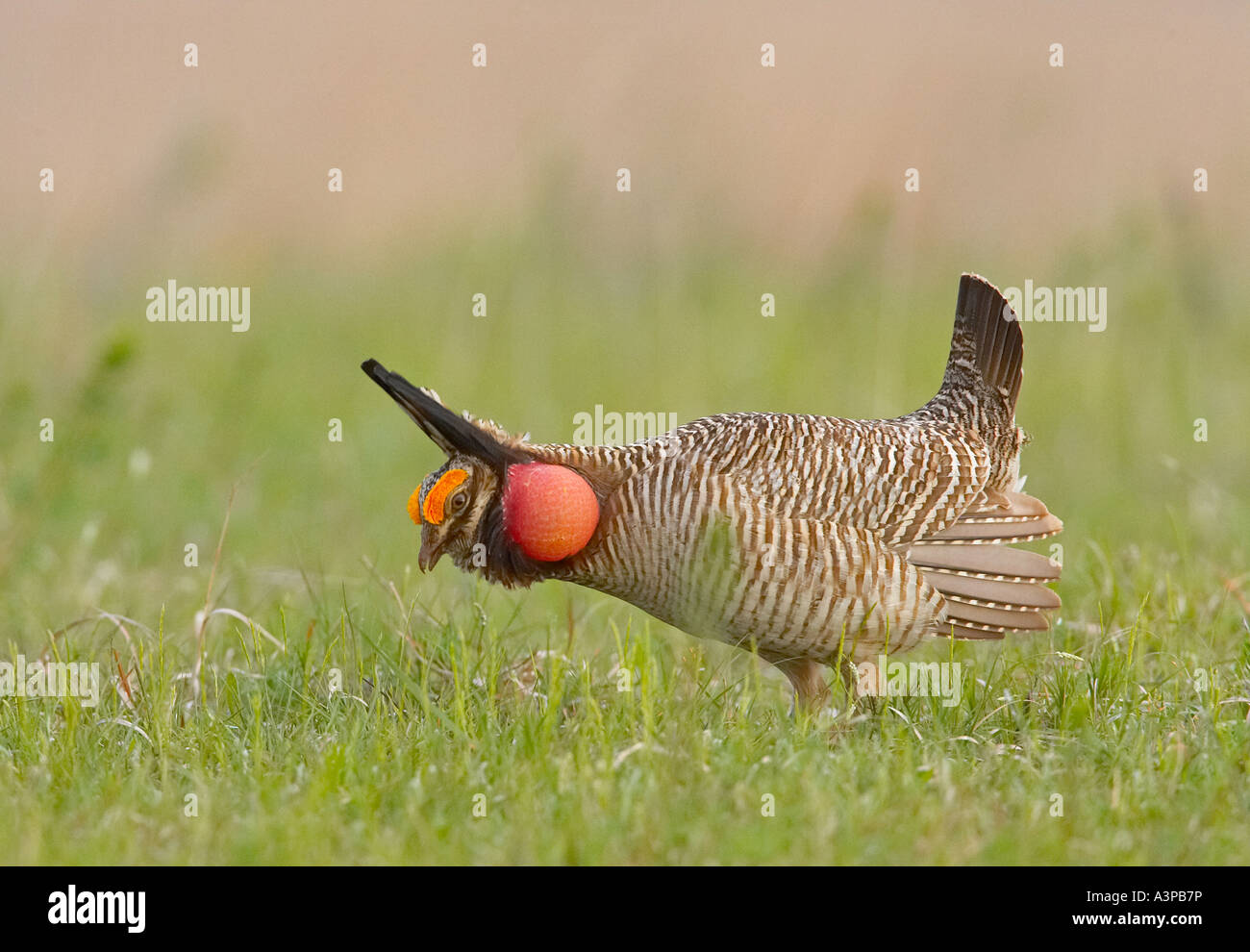 Lesser Prairie Chicken Tympanuchus pallidicinctus male Woodward County ...