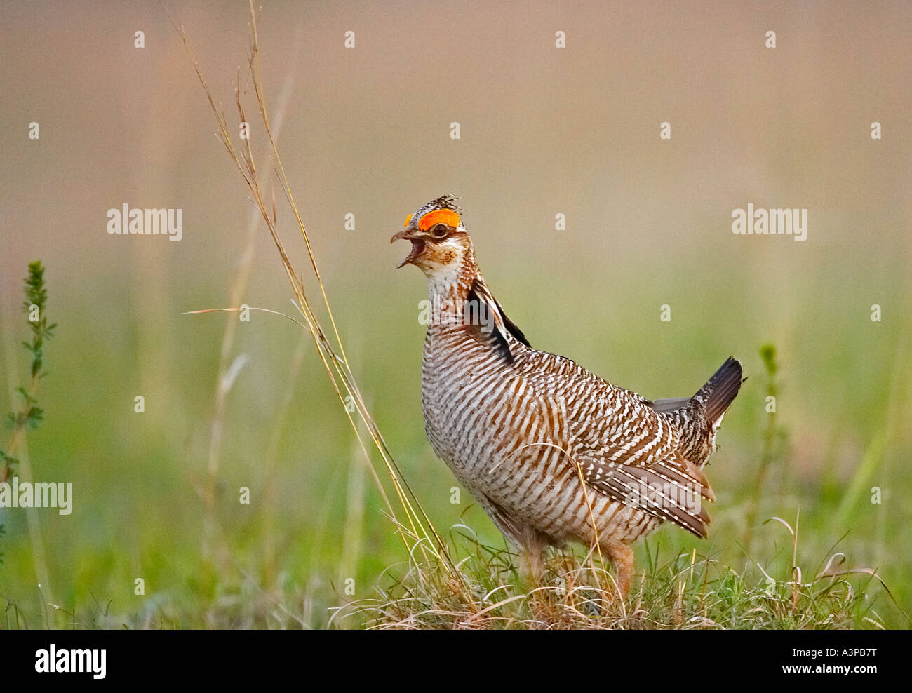 Lesser Prairie Chicken Tympanuchus pallidicinctus male Woodward County ...