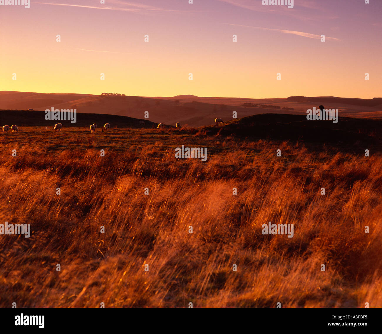 Scottish cheviots hi-res stock photography and images - Alamy