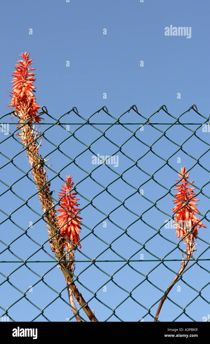 Scruffy flowers hi-res stock photography and images - Alamy