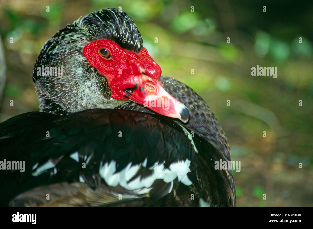wart duck black white spotted Stock Photo - Alamy