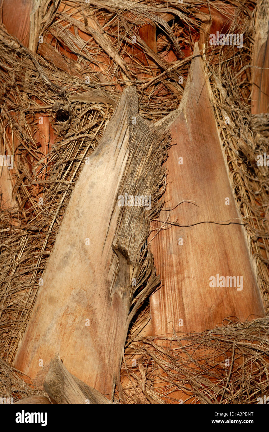 Detail of palm tree trunk Stock Photo - Alamy