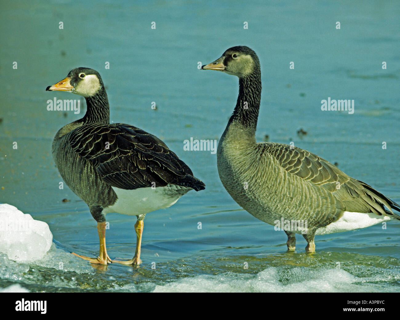 2 gooses hi-res stock photography and images - Alamy