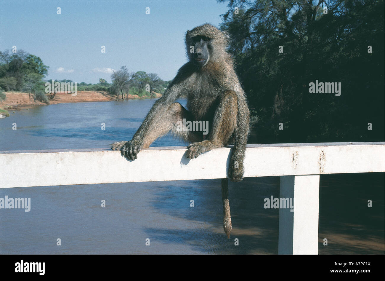 African rail hi-res stock photography and images - Alamy