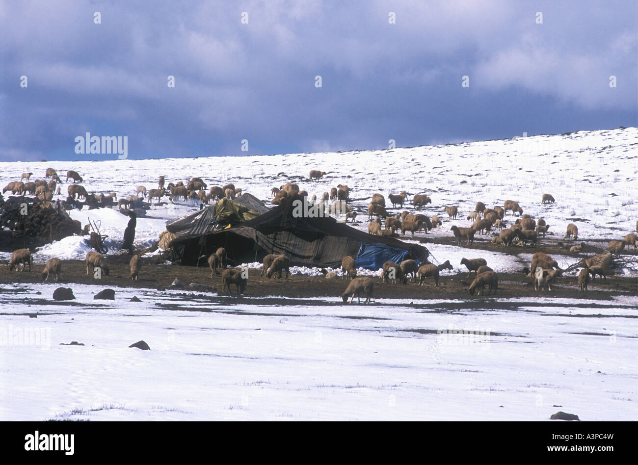 Berber shepherds sheep tents in hi-res stock photography and images - Alamy