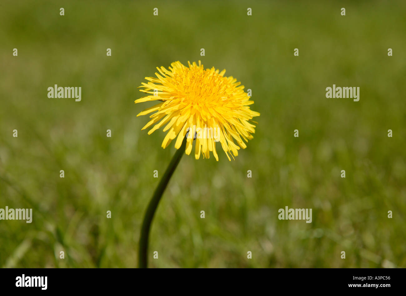 SINGLE YELLOW DANDELION FLOWER GROWING IN GREEN GRASS LAWN Stock Photo ...