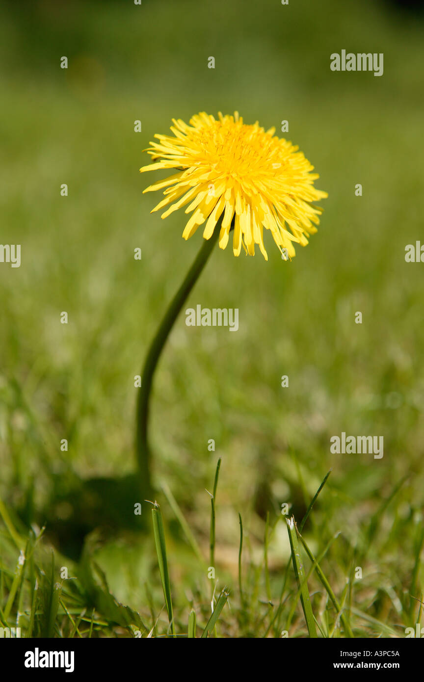 SINGLE YELLOW DANDELION FLOWER GROWING IN GREEN GRASS LAWN Stock Photo ...