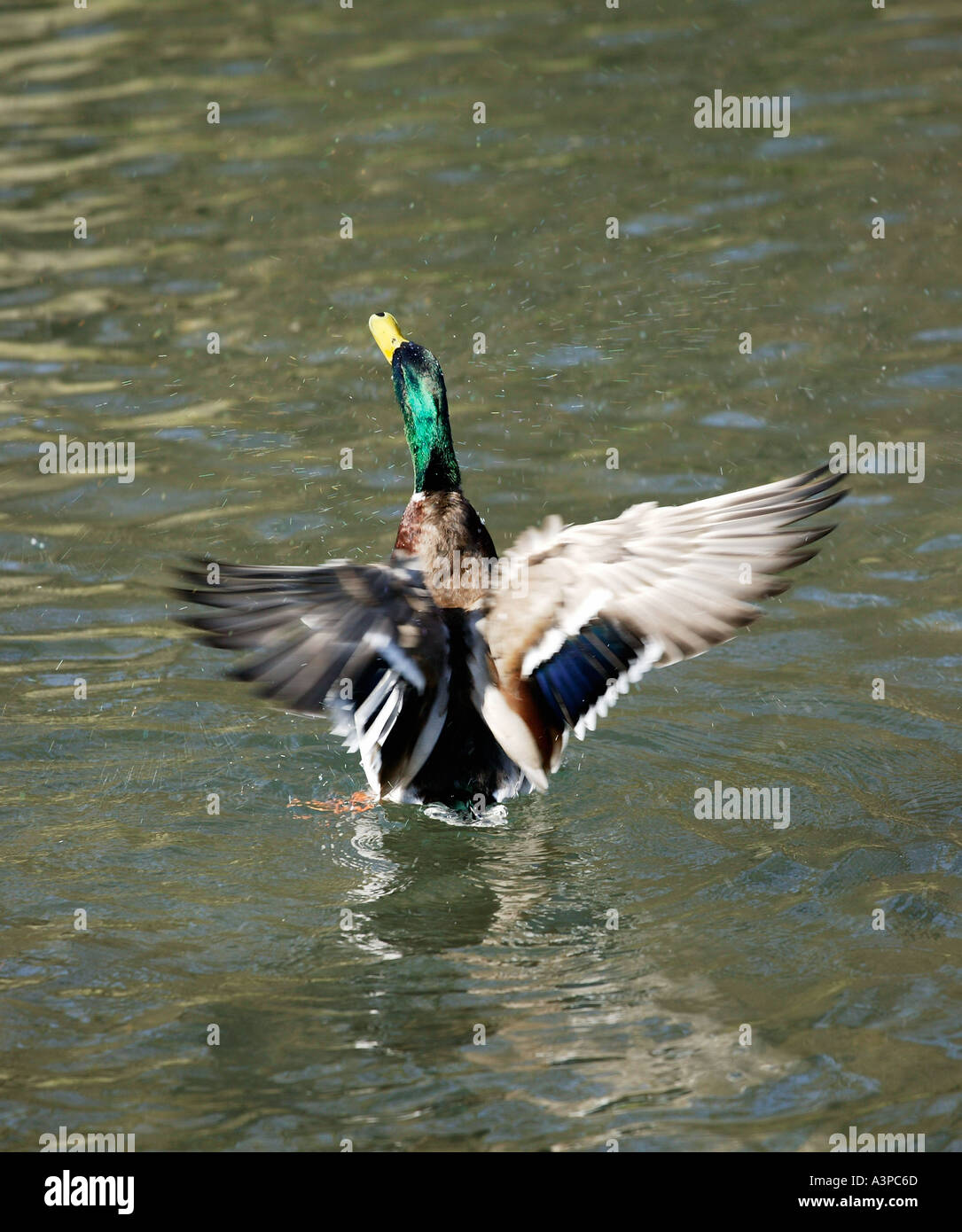 MALLARD DUCK FLAPPING WINGS ON LAKE Stock Photo - Alamy