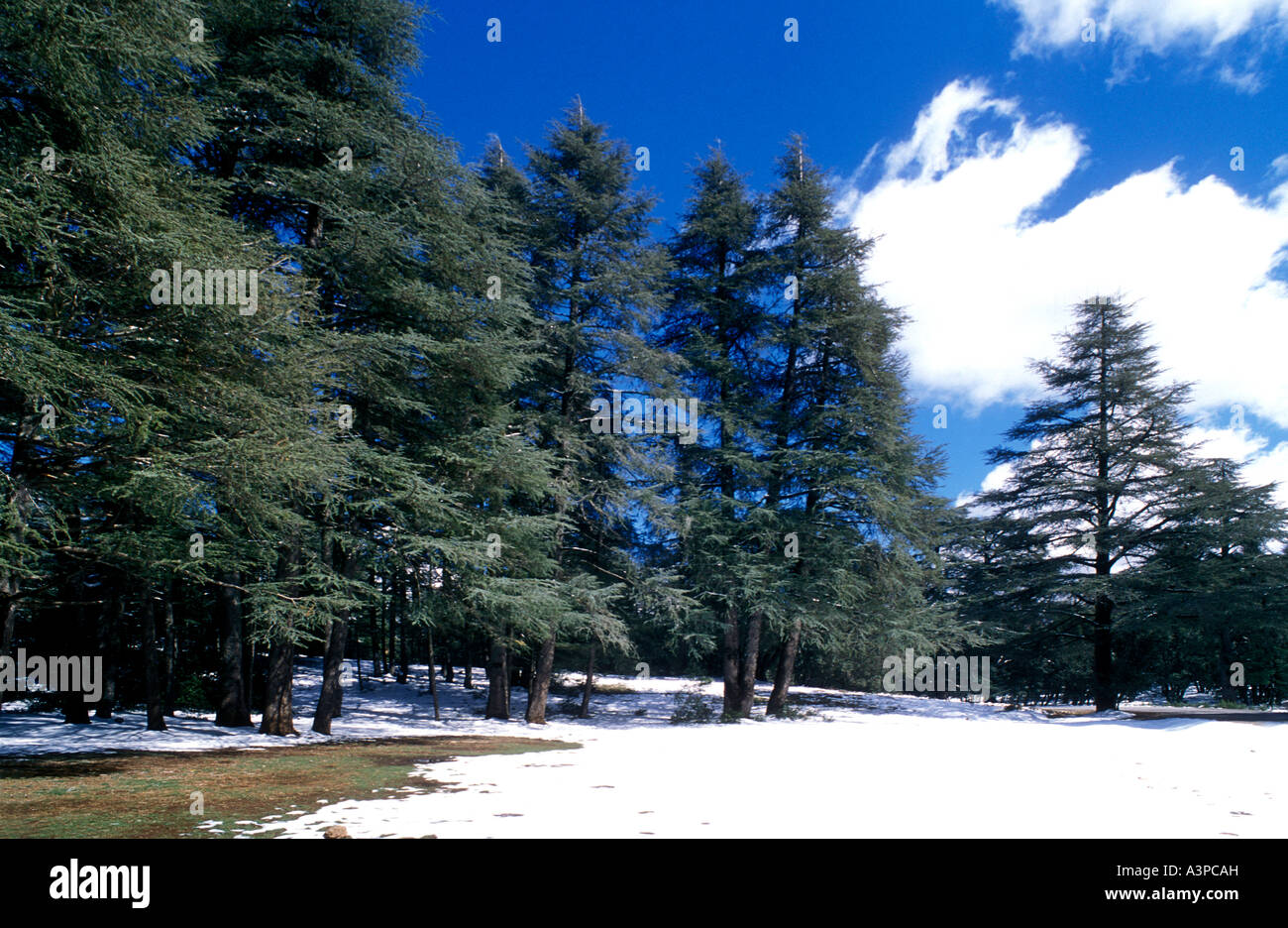 Cedar forest and fresh snow in the High Atlas mountains near Azrou in ...
