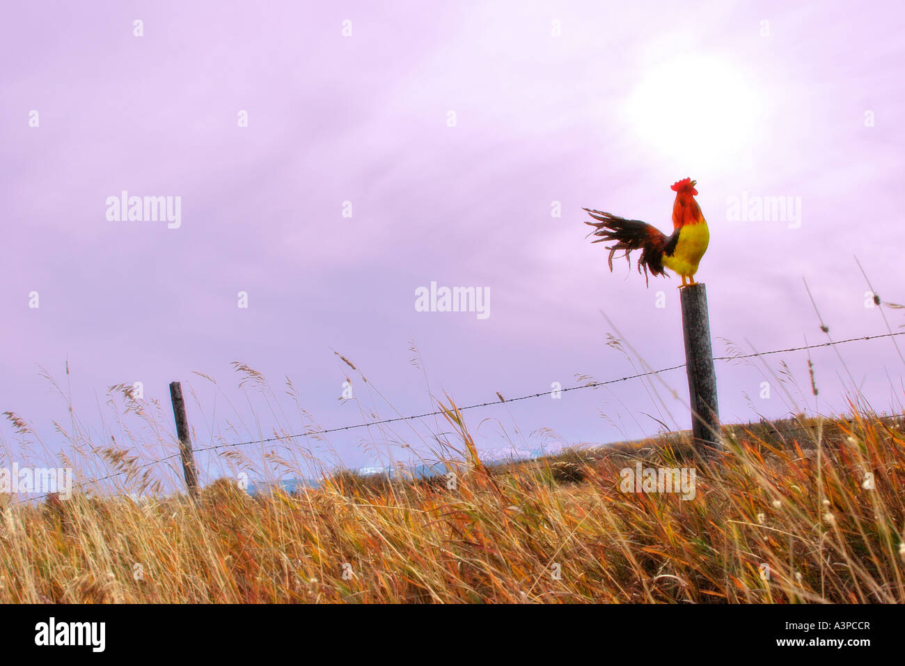 Crowing sunrise hi-res stock photography and images - Alamy