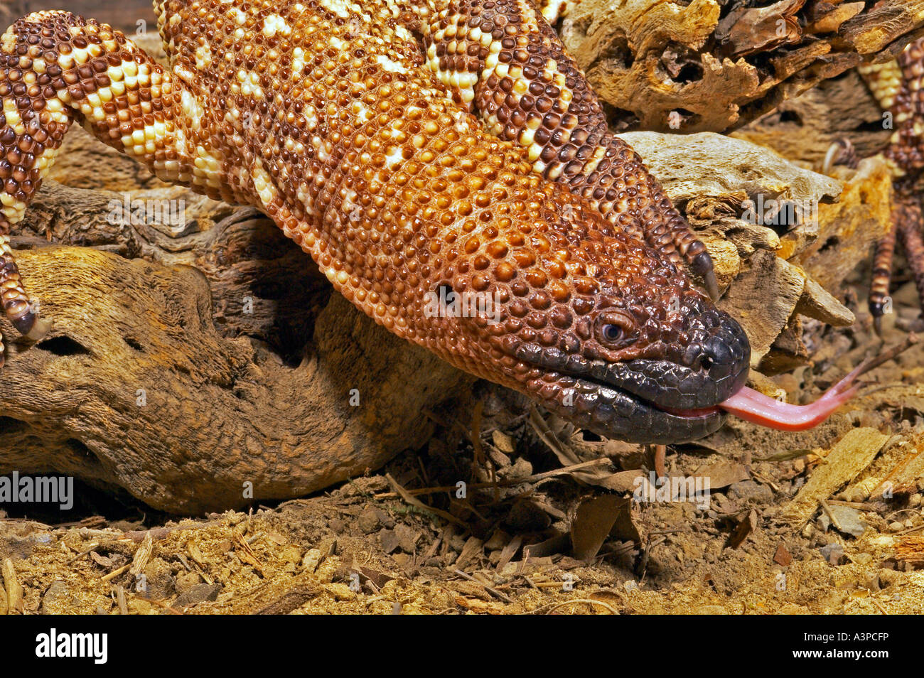 Mexican Beaded Lizard Heloderma horridum Southern USA Mexico Stock ...