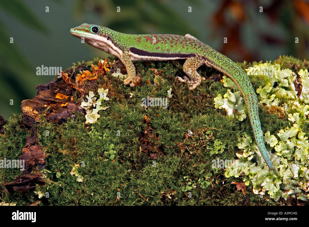 Lined Day Gecko Phelsuma lineata Madagascar Stock Photo - Alamy