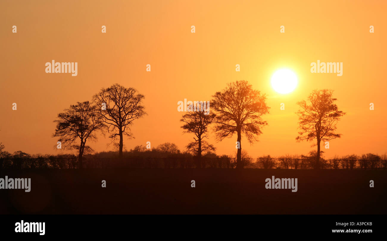 Trees in silhouette at sunset, in Suffolk countryside, Newmarket, East ...