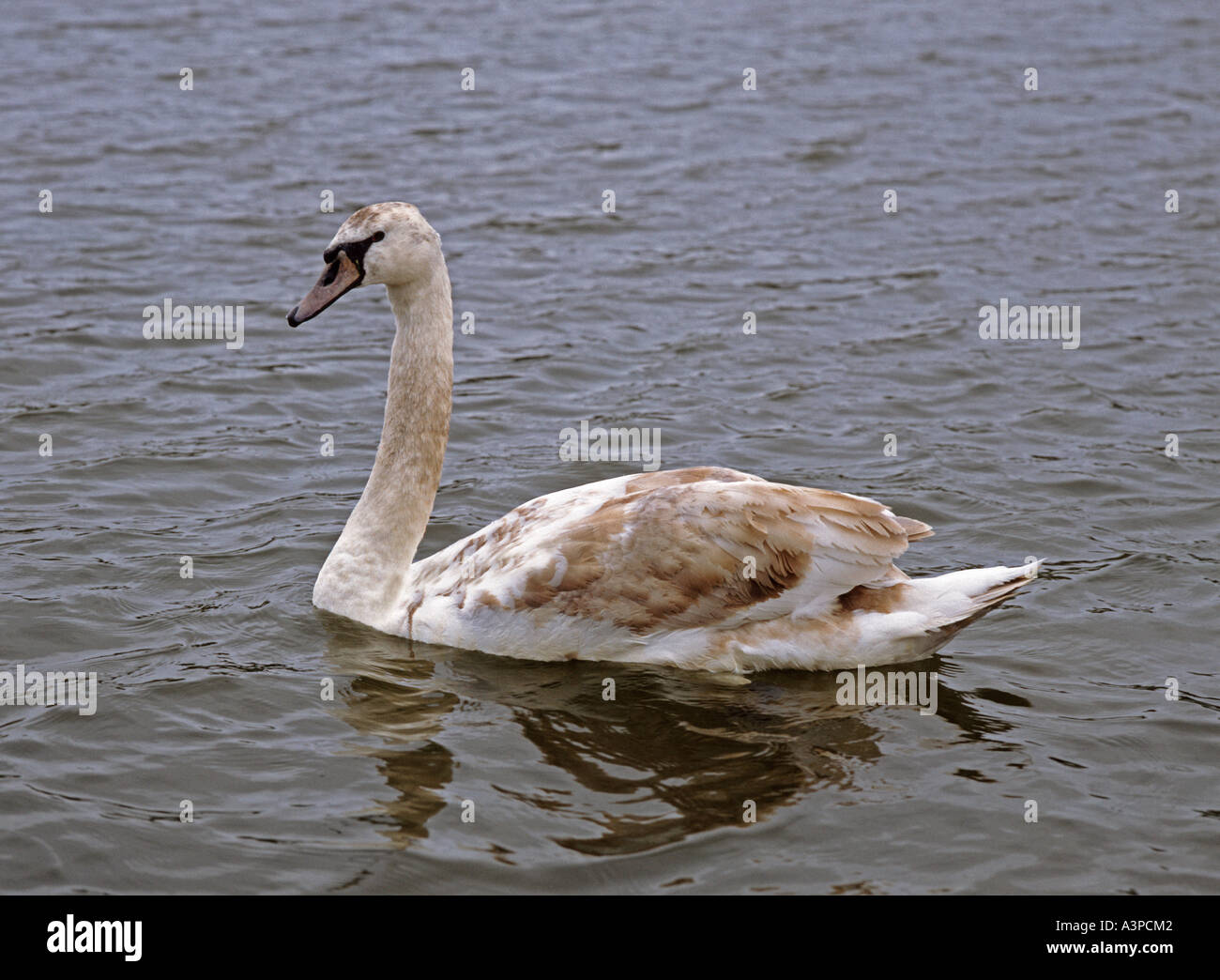 Squab on a hi-res stock photography and images - Alamy