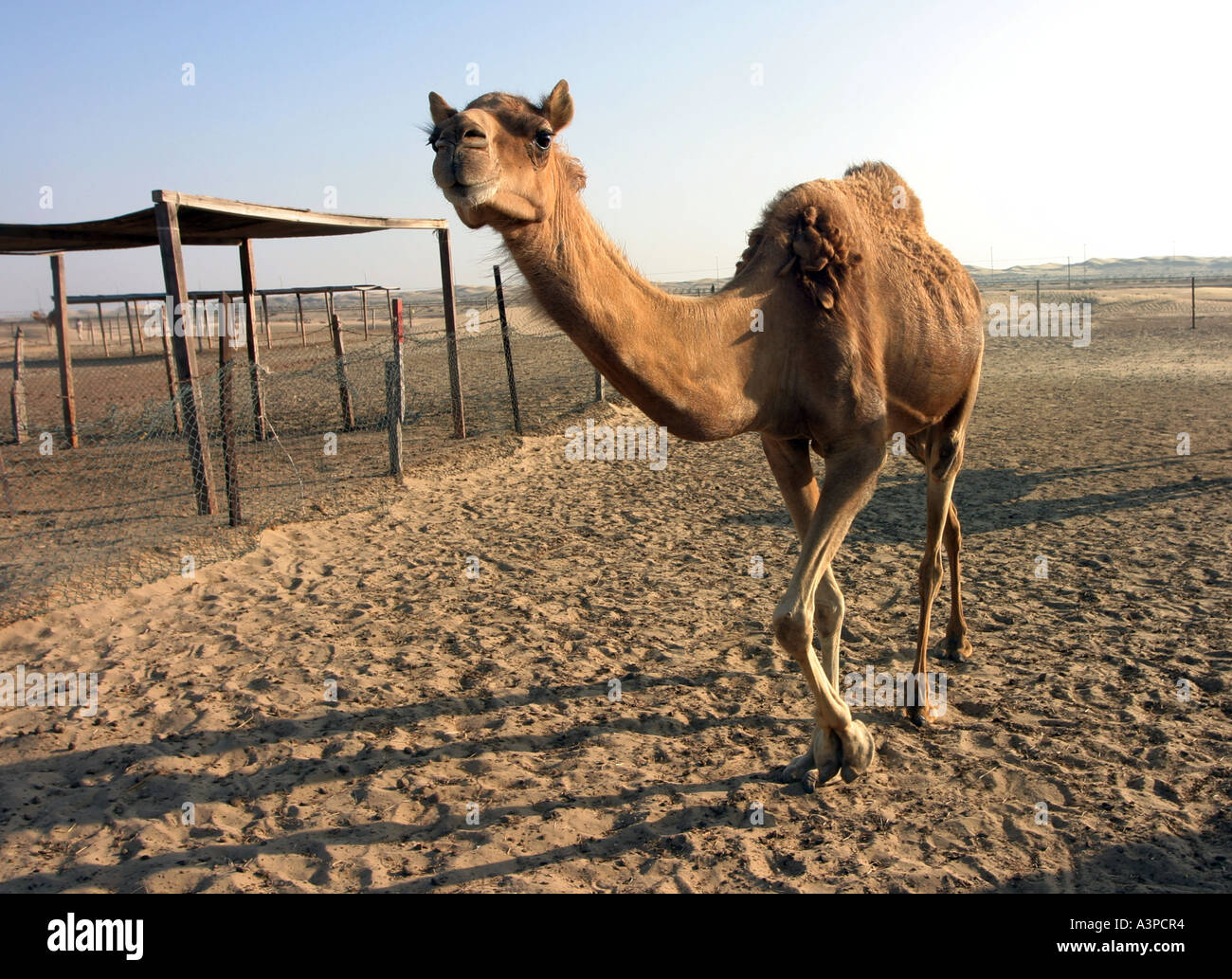 Uae desert camel hi-res stock photography and images - Alamy