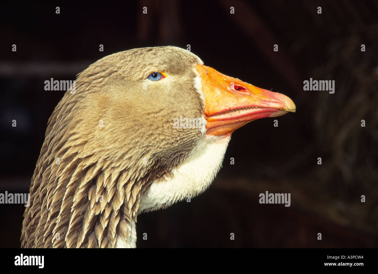 grey goose head Stock Photo - Alamy