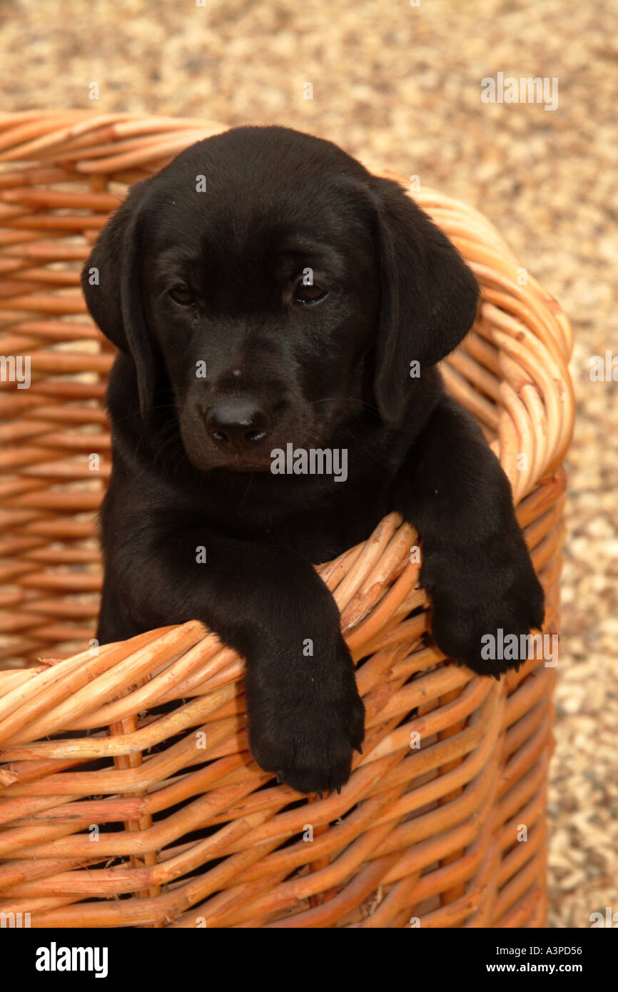 Black labrador tail wag hi-res stock photography and images - Alamy