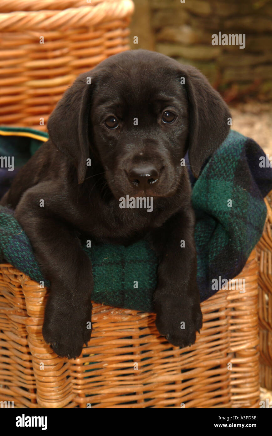 Black Labrador puppy in wicker basket Cotswolds England UK Europe Stock ...