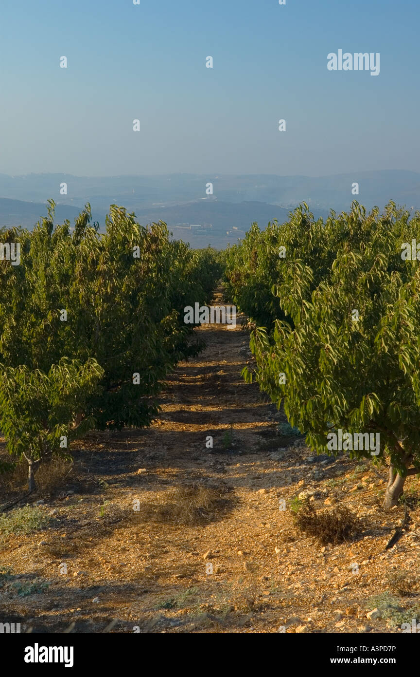 Peach Orchard in northern Israel Stock Photo - Alamy