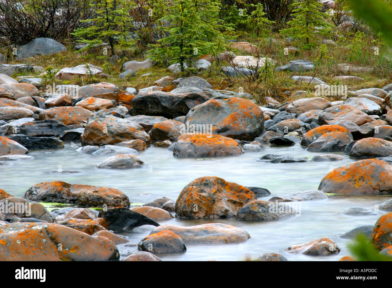 Horizontal Creek in the Canadian Rockies Stock Photo - Alamy