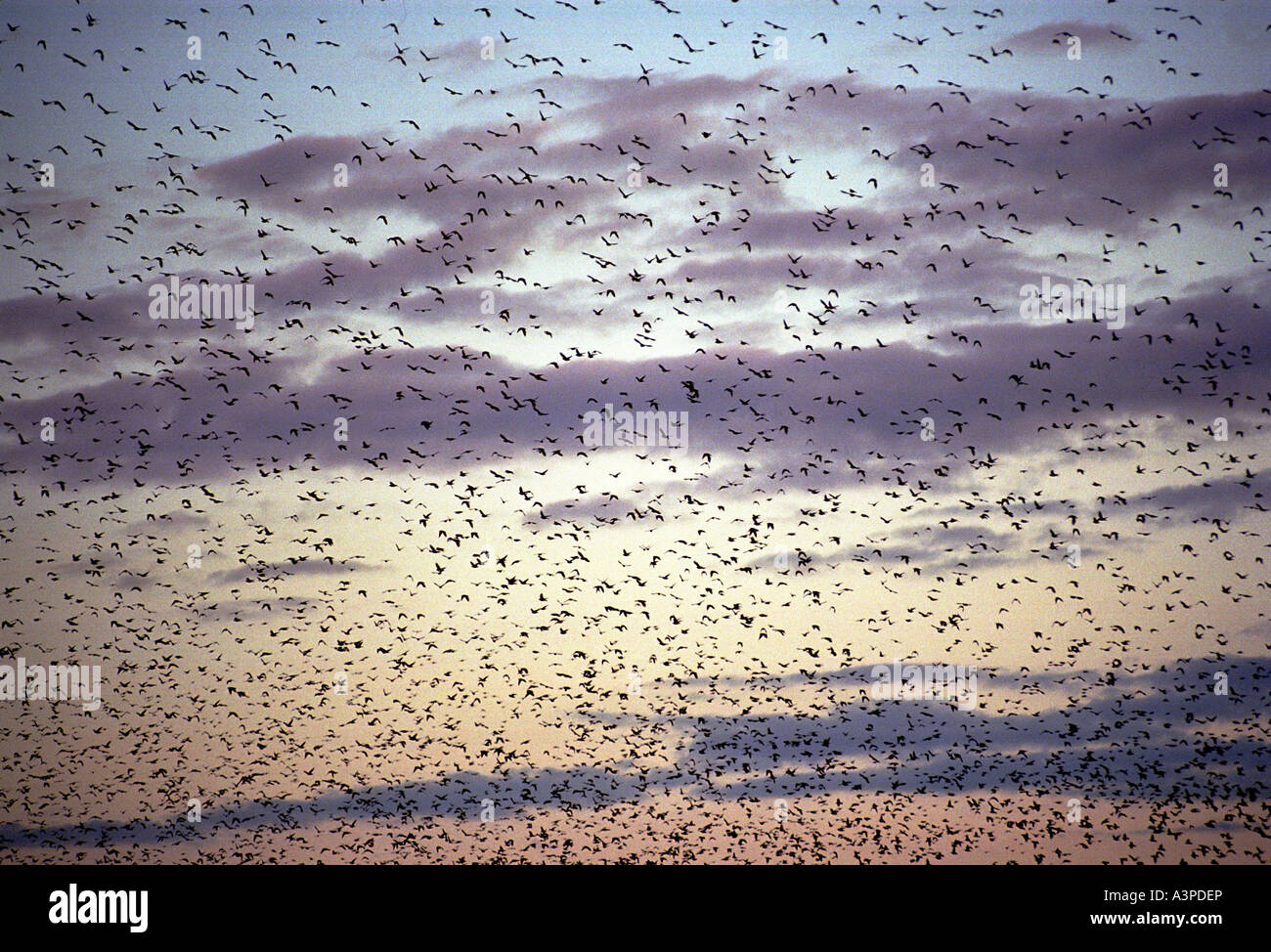 Lithuanian birds hi-res stock photography and images - Alamy