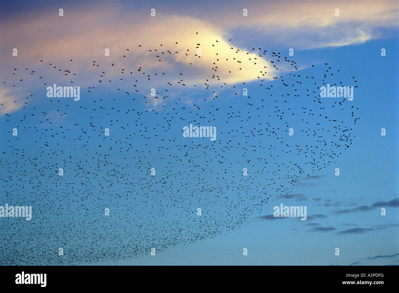 A bird swarm in the evening sky, Jonava, Lithuania Stock Photo - Alamy